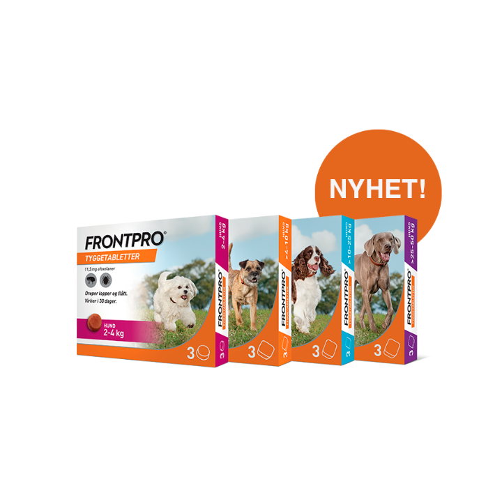 Beskytt hunden, hesten og deg selv mot insekter | Centaura